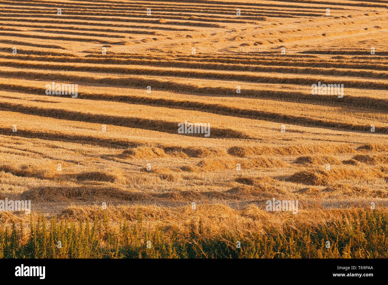 harvested field with straw lines Stock Photo - Alamy