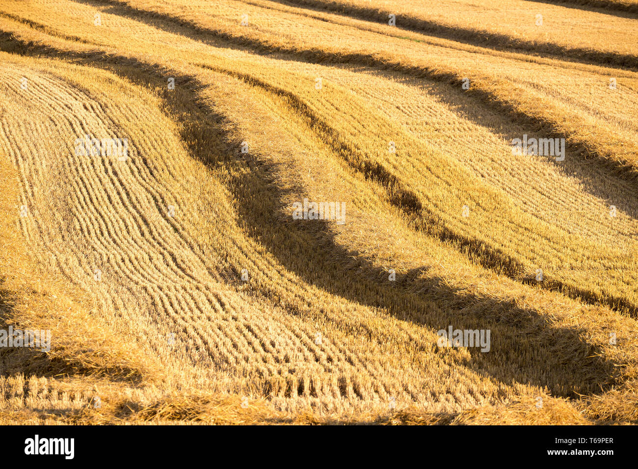 harvested field with straw lines Stock Photo - Alamy