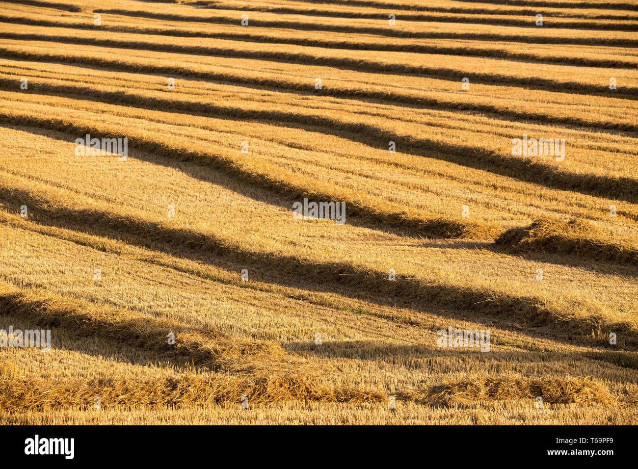 harvested field with straw lines Stock Photo - Alamy