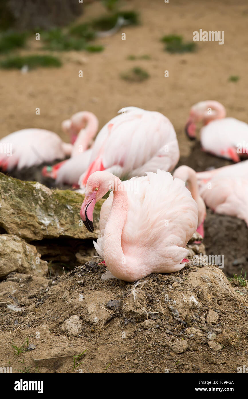 Flamingo nesting hi-res stock photography and images - Alamy