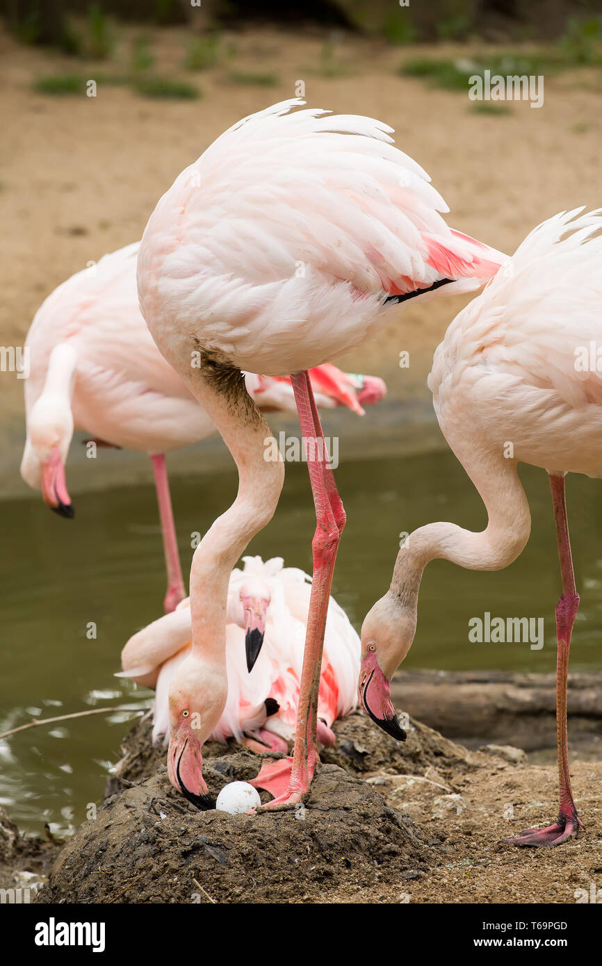 nesting Rose Flamingo with eng in nest Stock Photo - Alamy