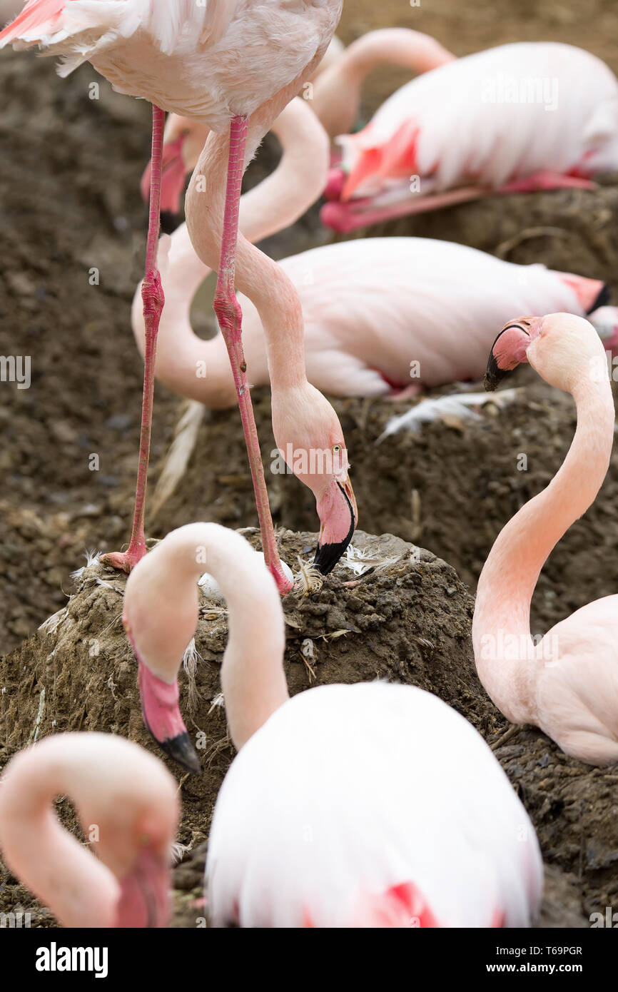 nesting Rose Flamingo with eng in nest Stock Photo - Alamy