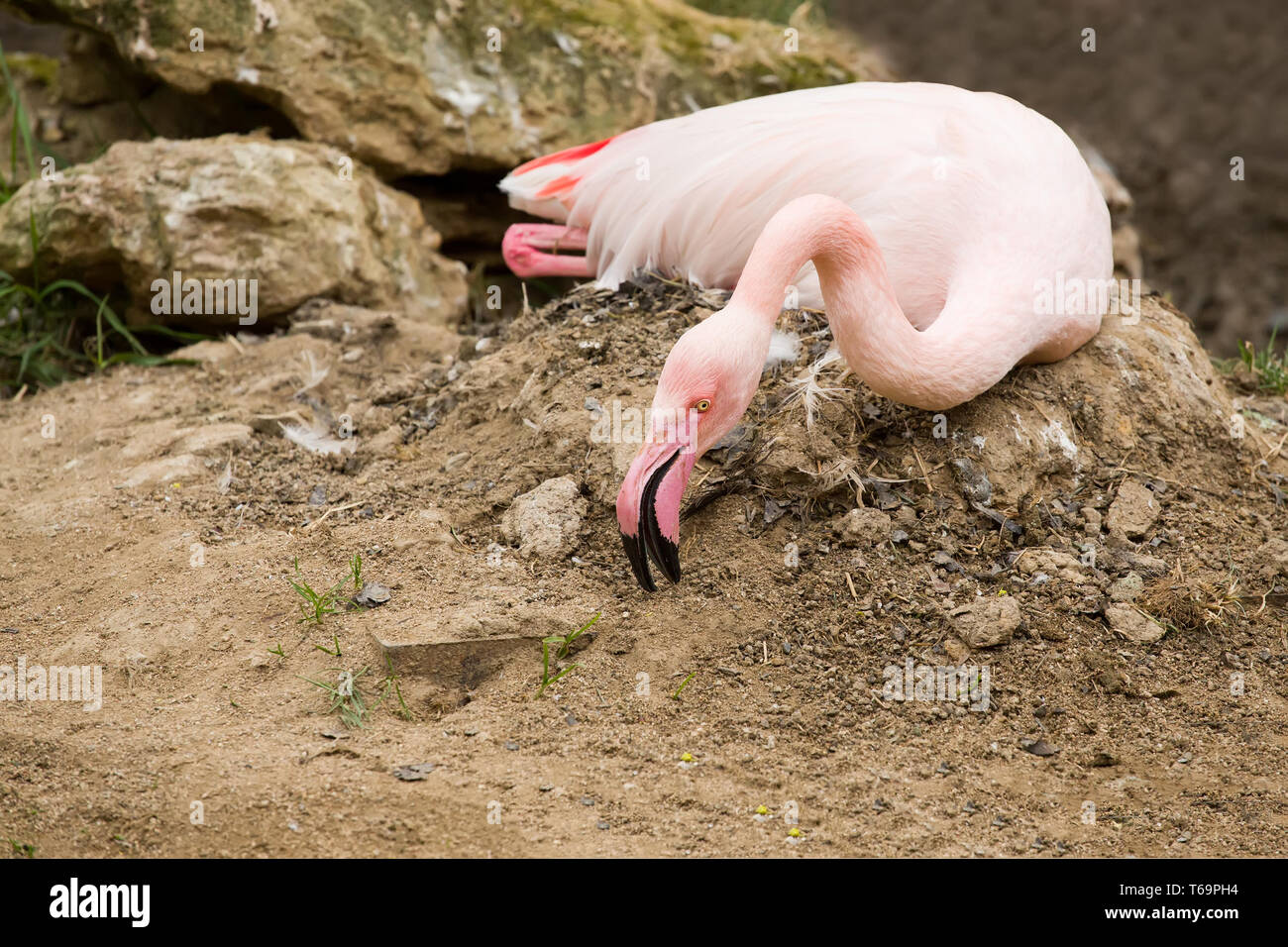 nesting Rose Flamingo with eng in nest Stock Photo - Alamy