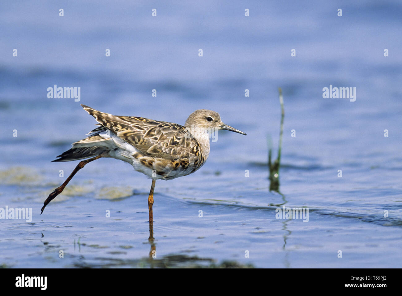 Ruff, the male is much larger than the female, the female is called The ...