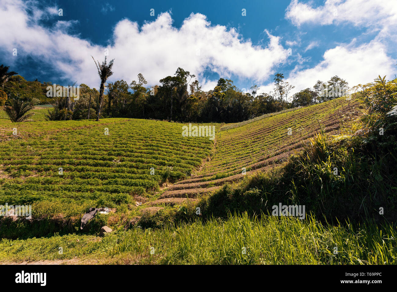 Terraced vegetable farming hi-res stock photography and images - Alamy