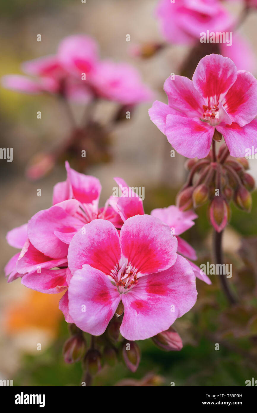 Pink bicolor geraniums Stock Photo - Alamy