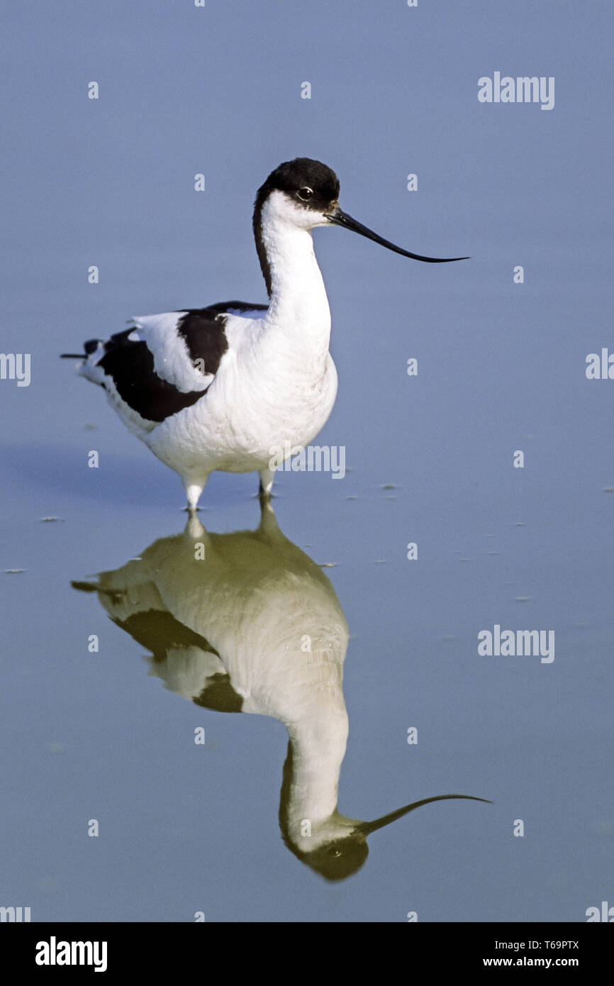 Pied Avocet became extinct in Great Britain in 1840 - (Photo adult bird ...