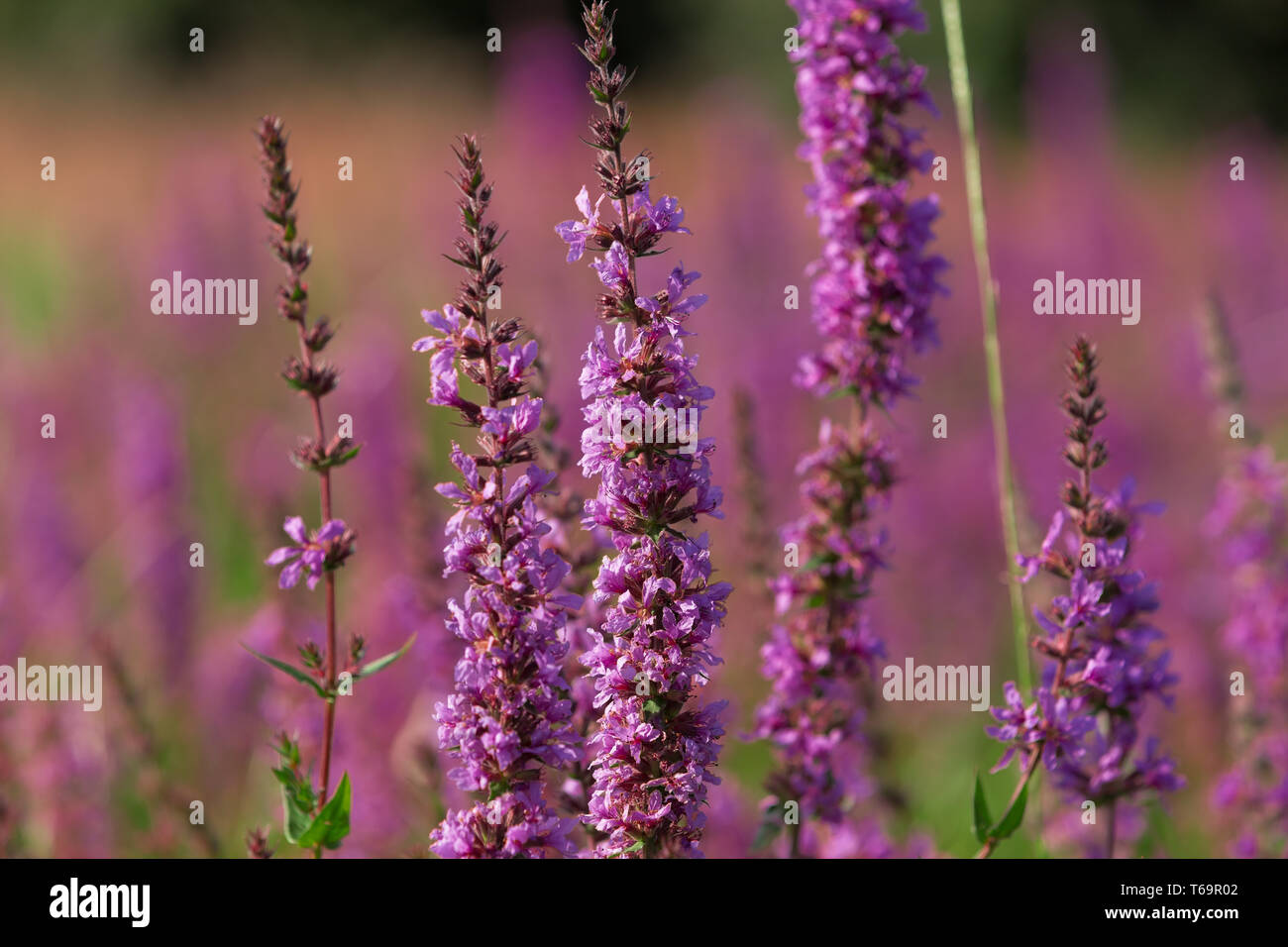 Tall pink flowers in summer meadow Stock Photo - Alamy
