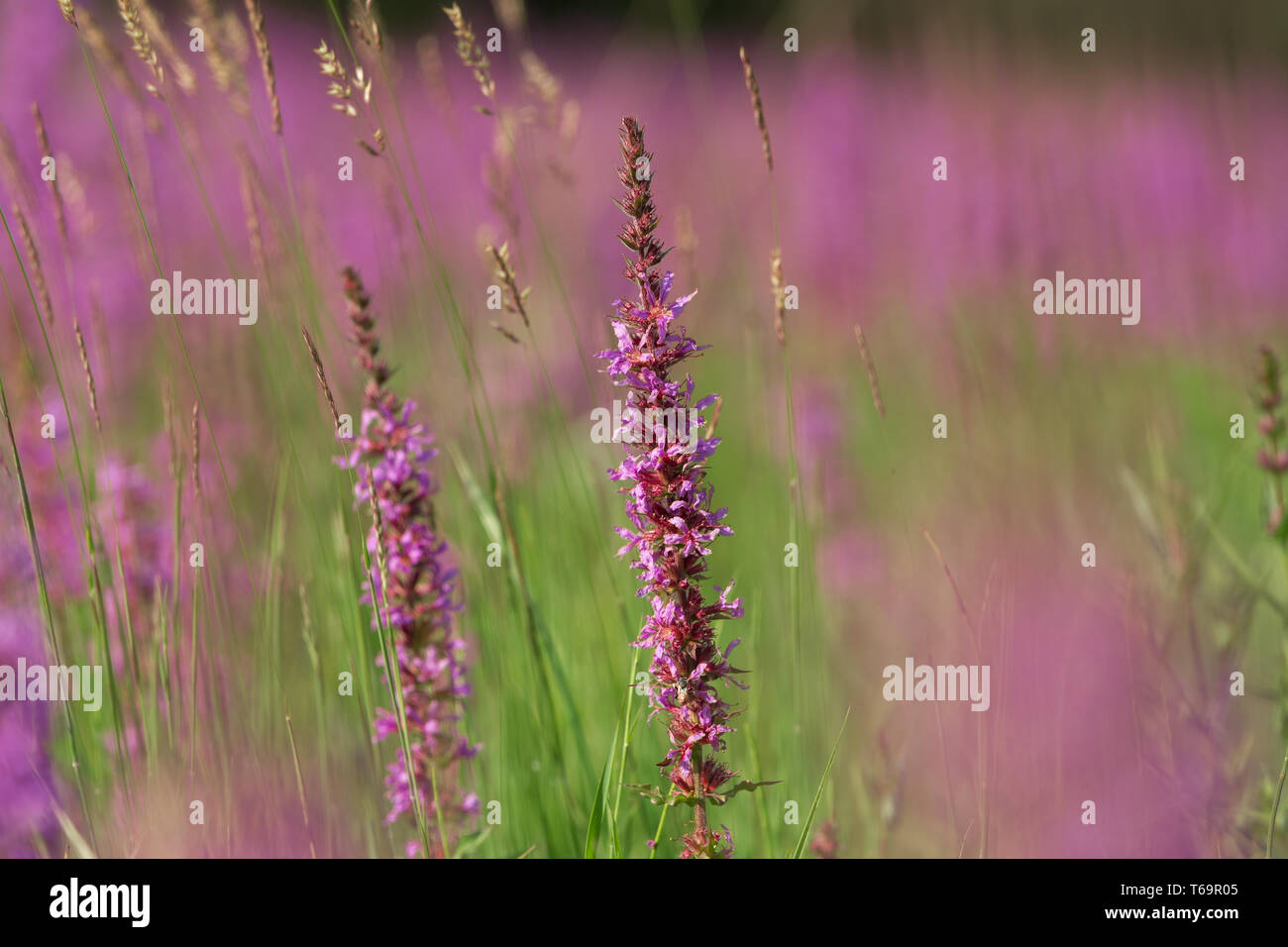Tall Pink Flowers High Resolution Stock Photography and Images - Alamy