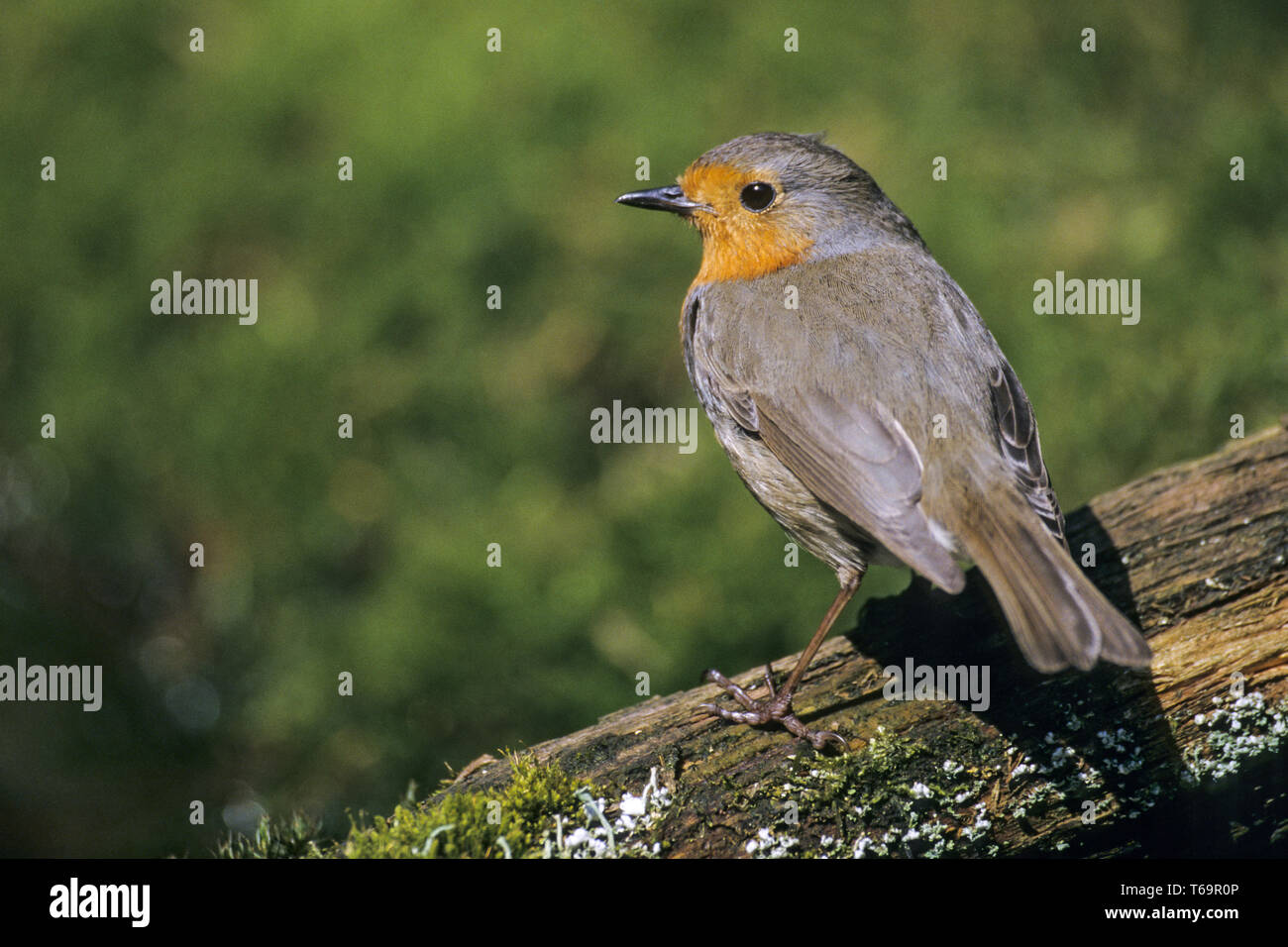Real robin hi-res stock photography and images - Alamy