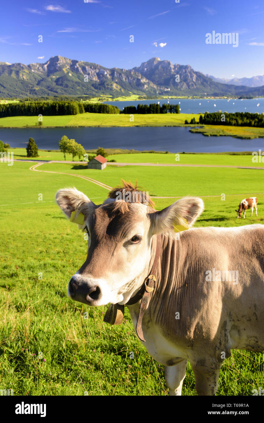 panorama scene with cows in Bavaria with lake Forggensee Stock Photo ...
