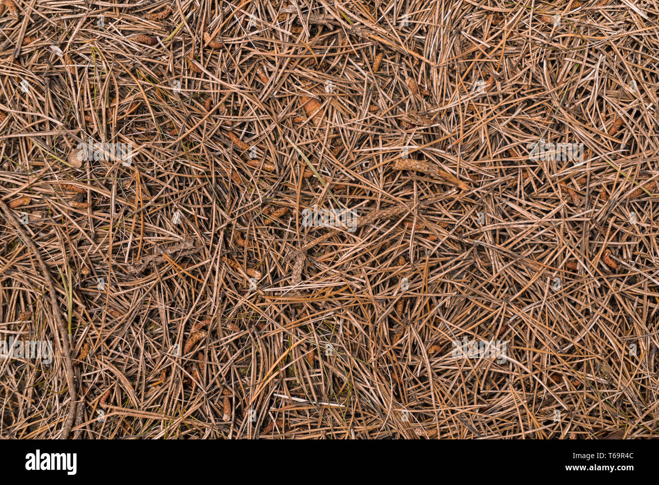 Fir detail hi-res stock photography and images - Alamy