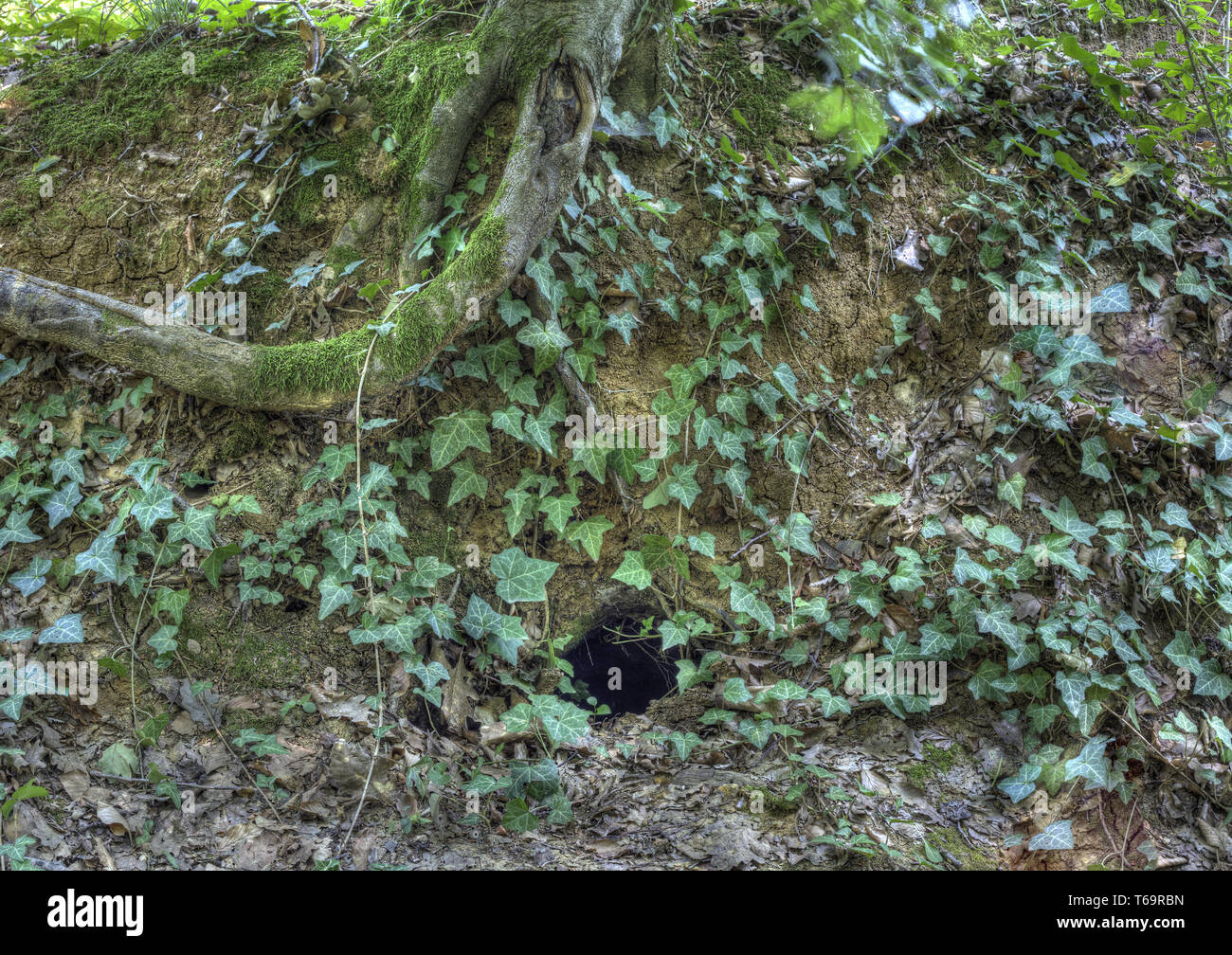 Fox Hole Camouflaged with Ivy Creeper Stock Photo - Alamy