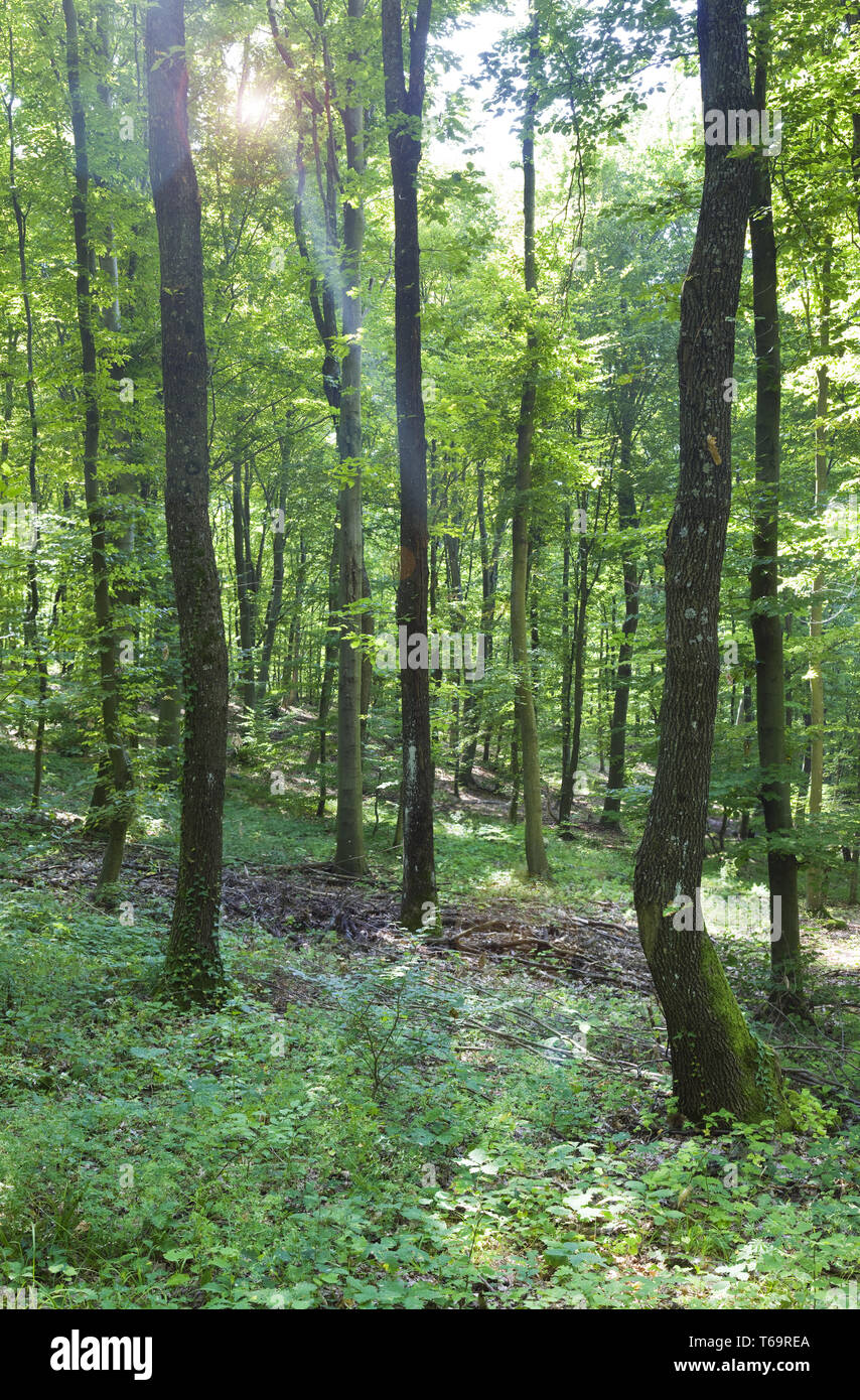 Young oak hi-res stock photography and images - Alamy