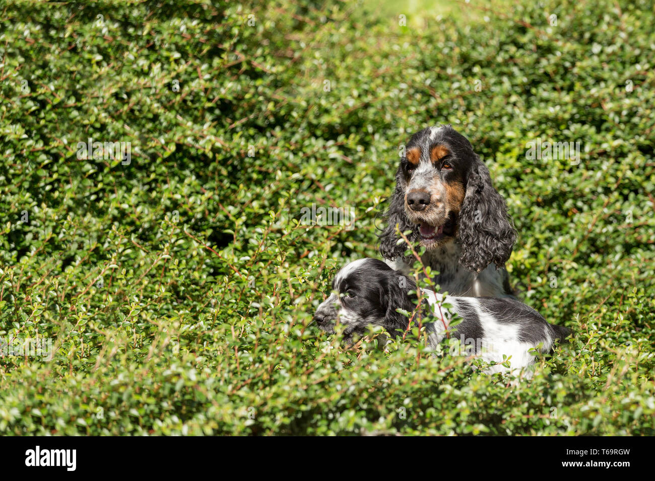 outdoor portrait of english cocker spaniel Stock Photo - Alamy