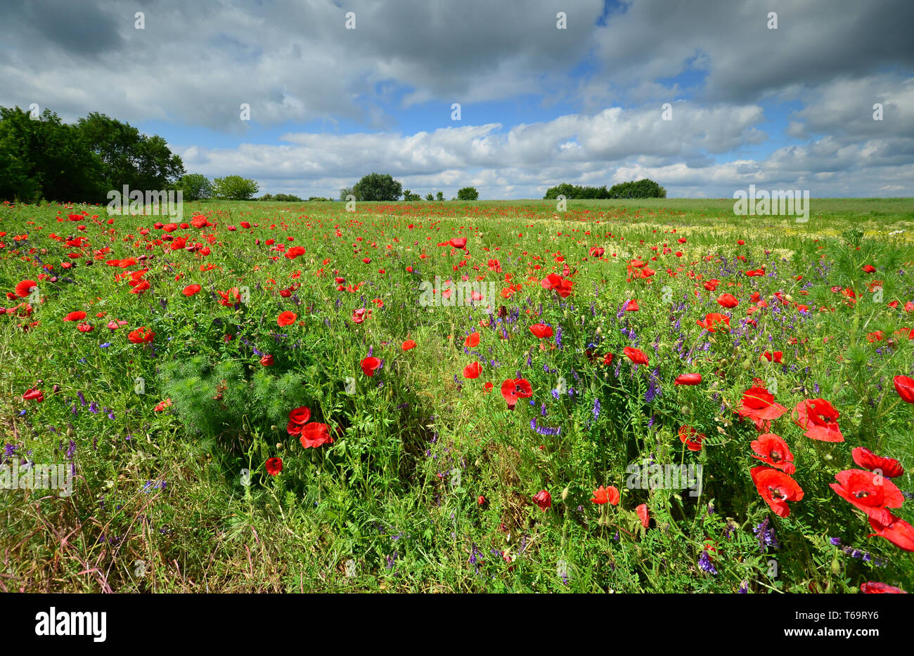 Poppy Flower Field Wallpaper