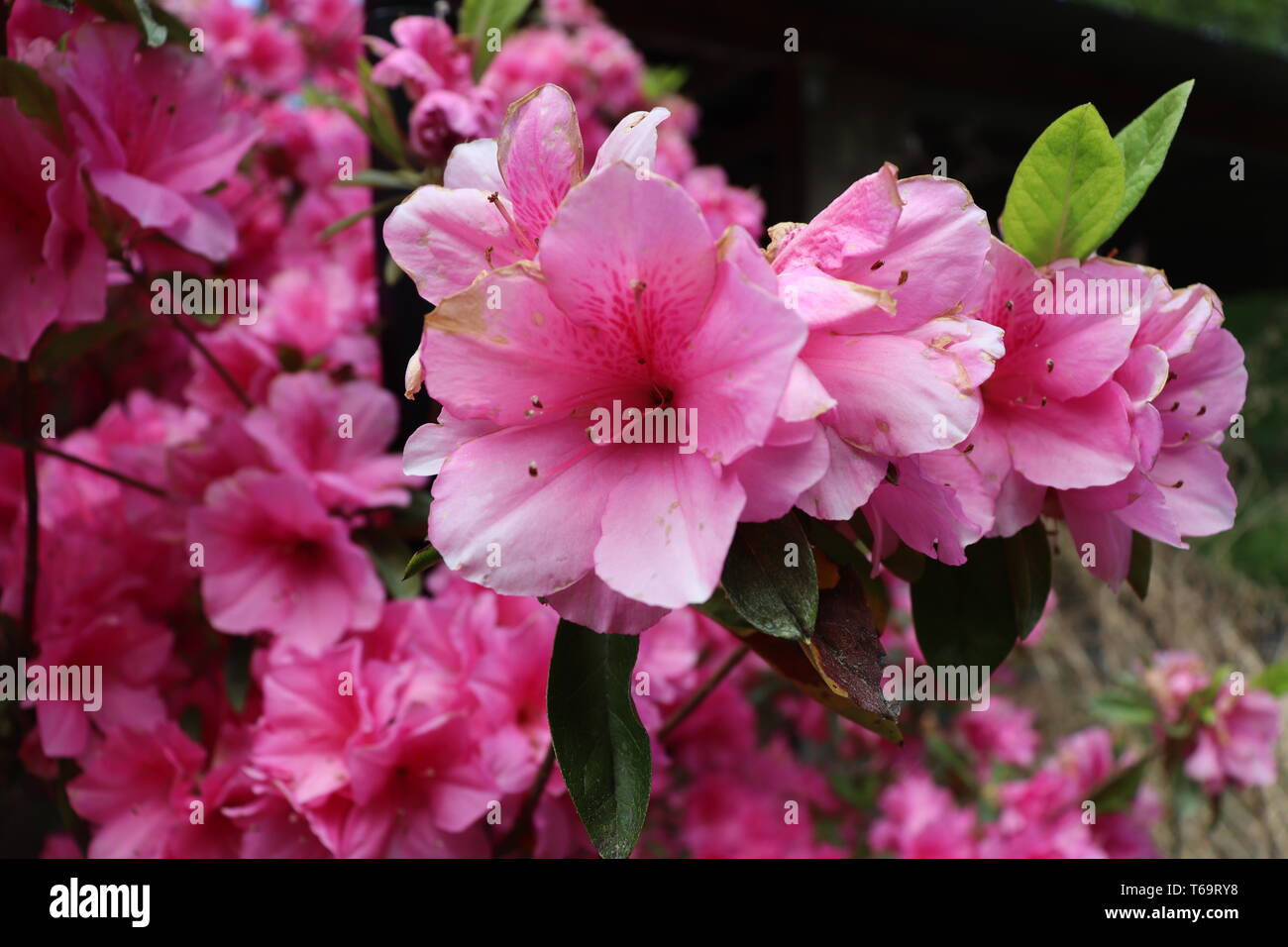 Pink spring time Azaleas in North Carolina Stock Photo - Alamy