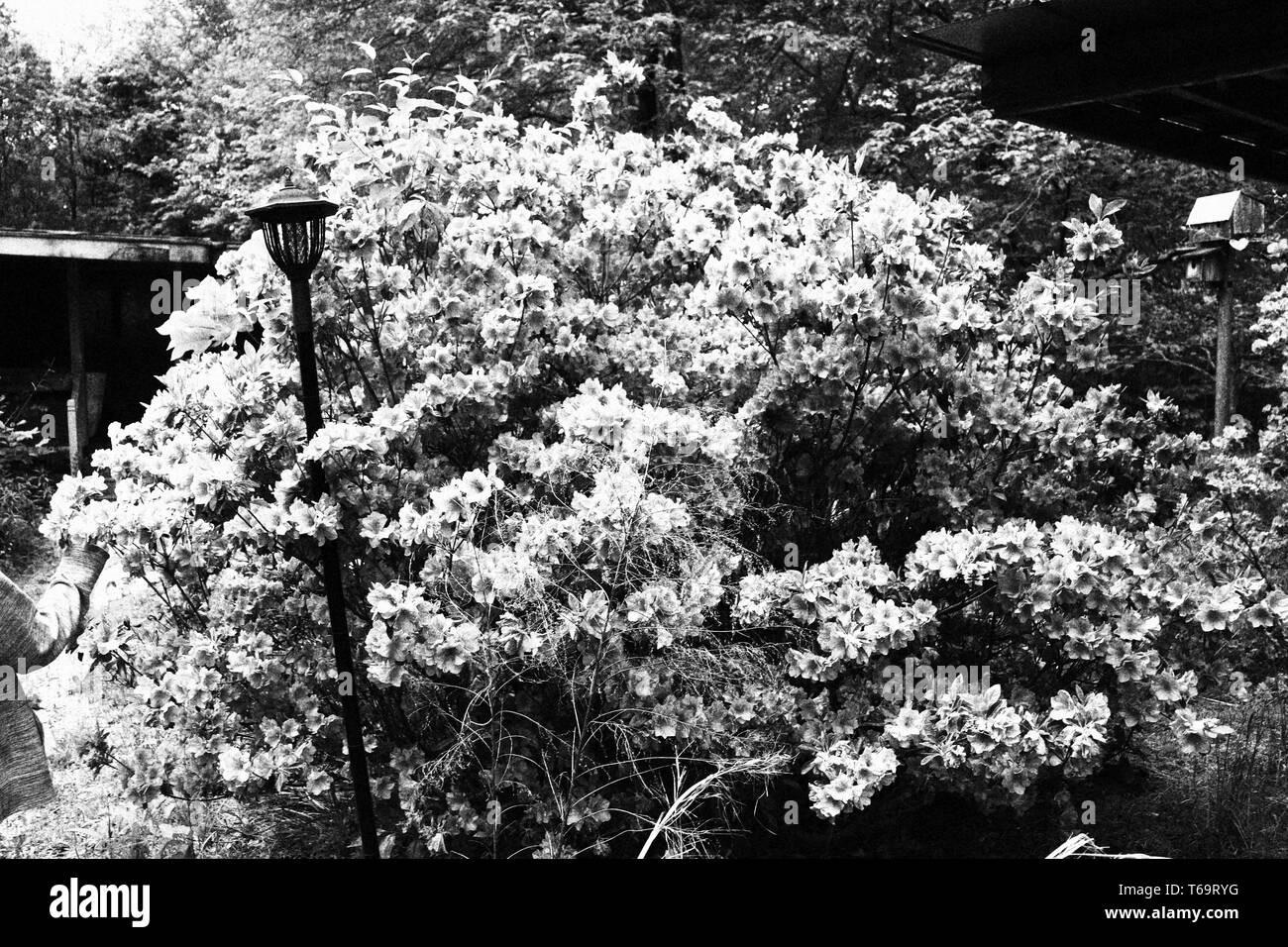 Azalea Black and White Stock Photos & Images - Alamy
