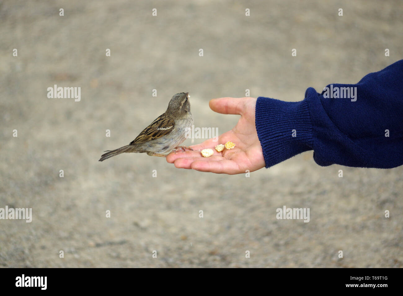 sparrow bird eating bread from outstretched hand Stock Photo - Alamy