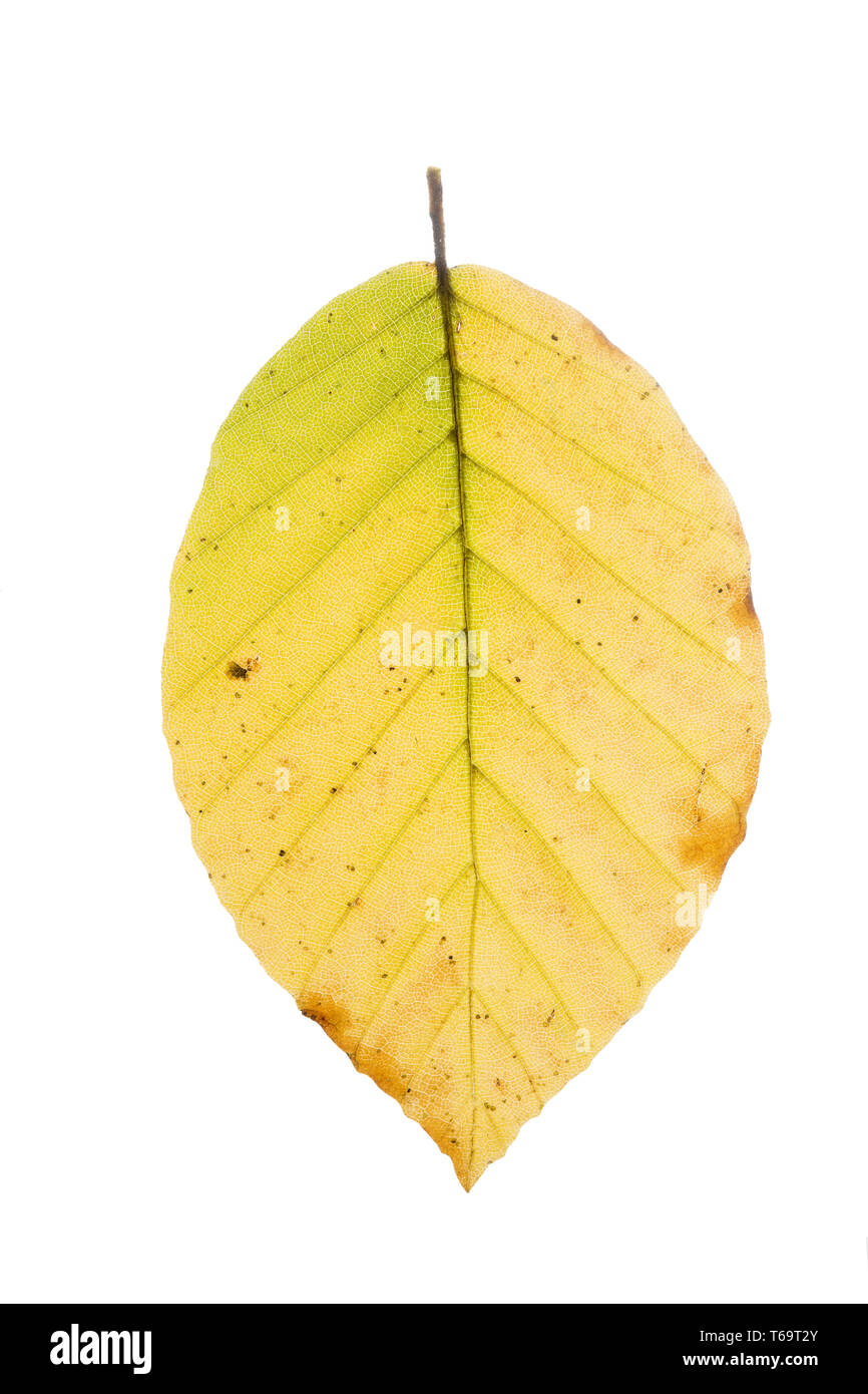 Beech leaf hi-res stock photography and images - Alamy