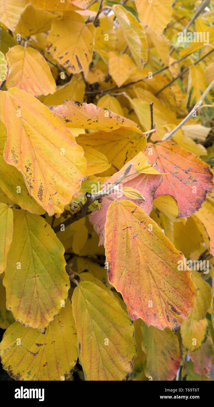 Hazel colored hi-res stock photography and images - Alamy