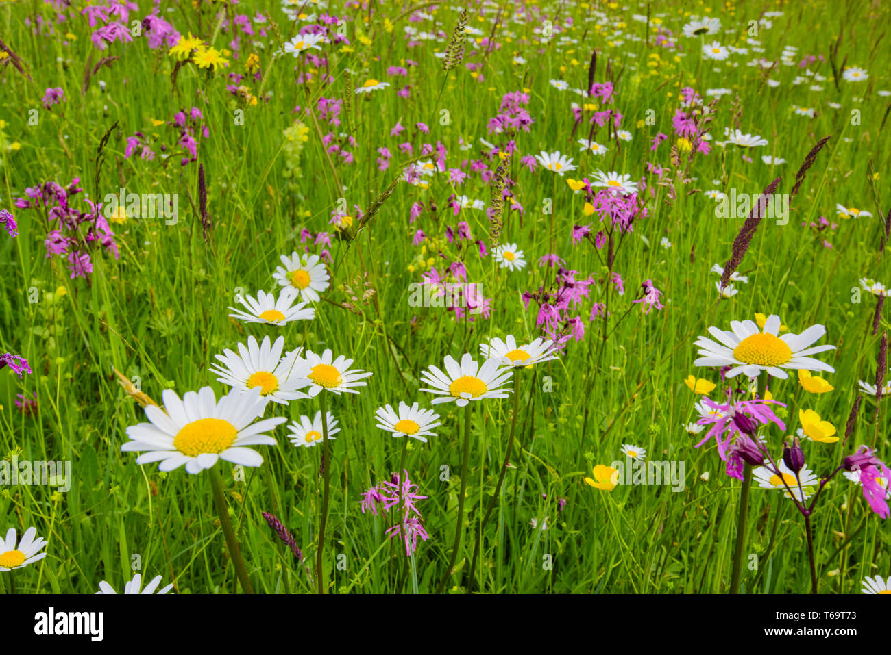 Meadow with spring flowers hi-res stock photography and images - Alamy