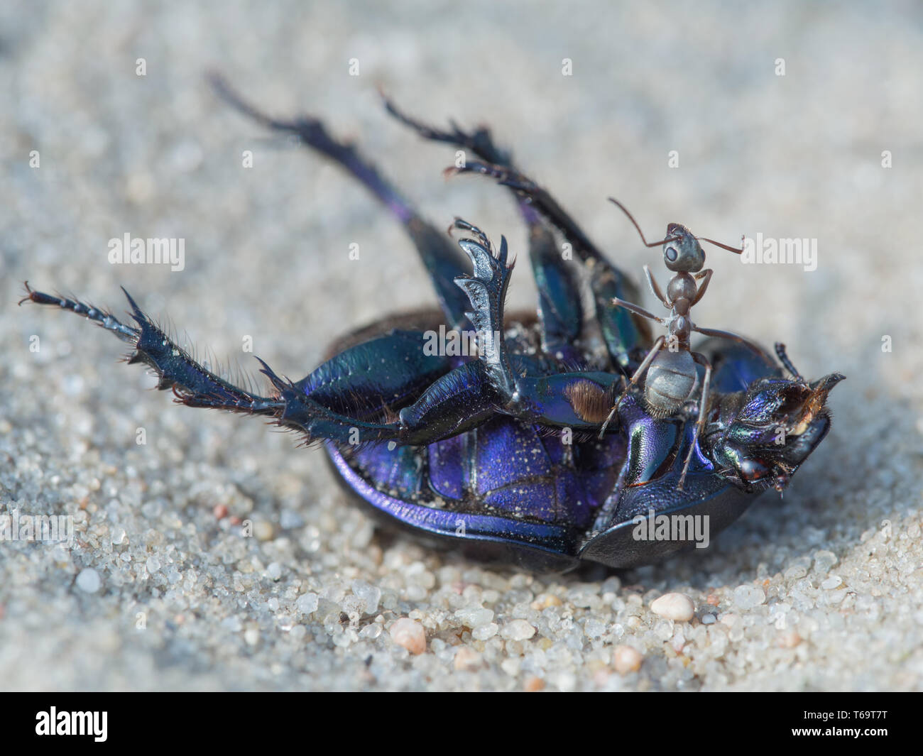 Earth boring dung beetle hi-res stock photography and images - Alamy