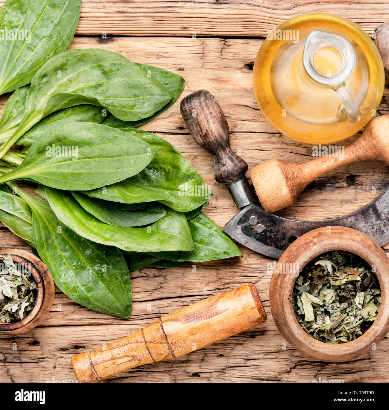 Fresh and dry leaves of plantain. Medicinal herbs.Leaves of a plantain ...