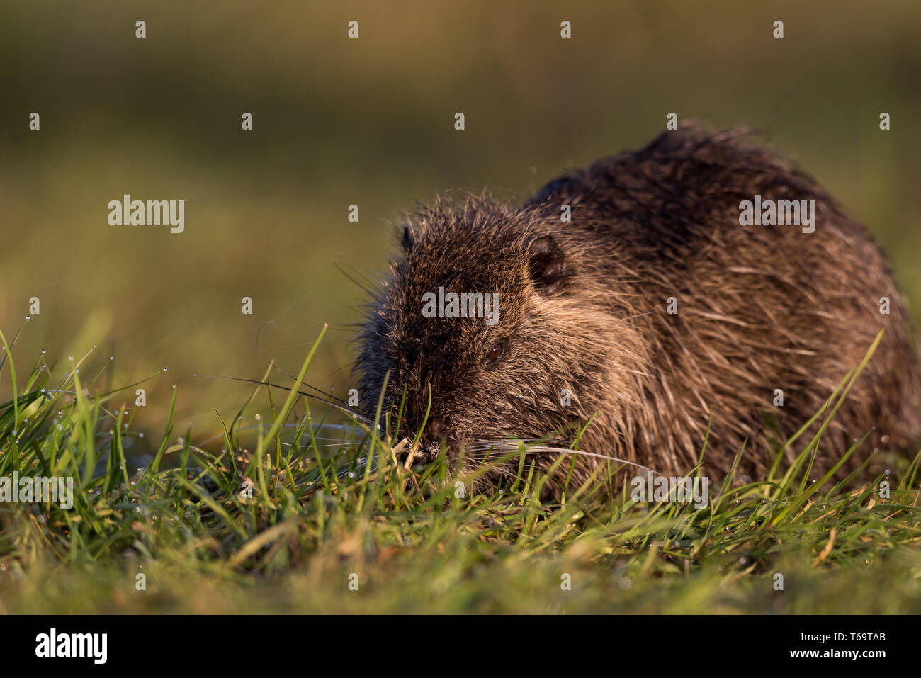 Lower nutria hi-res stock photography and images - Alamy