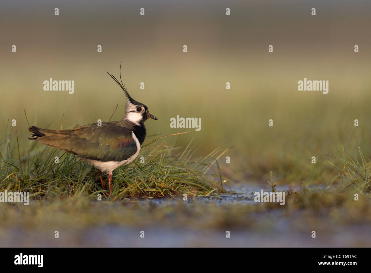 Pewit hi-res stock photography and images - Alamy