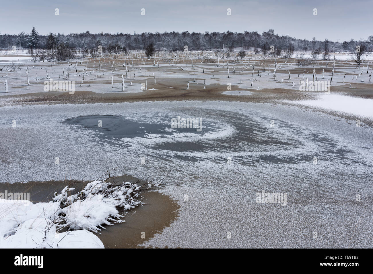 Bog at winter hi-res stock photography and images - Alamy