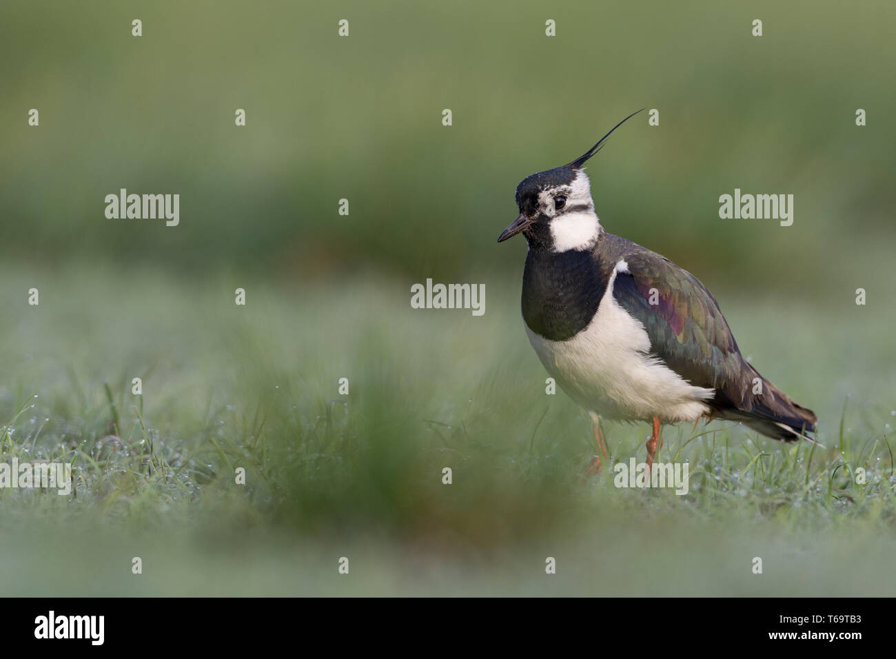 Pewit hi-res stock photography and images - Alamy