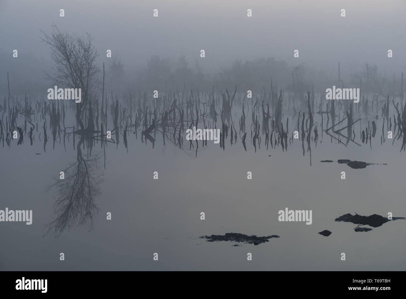German bog in fall Stock Photo - Alamy