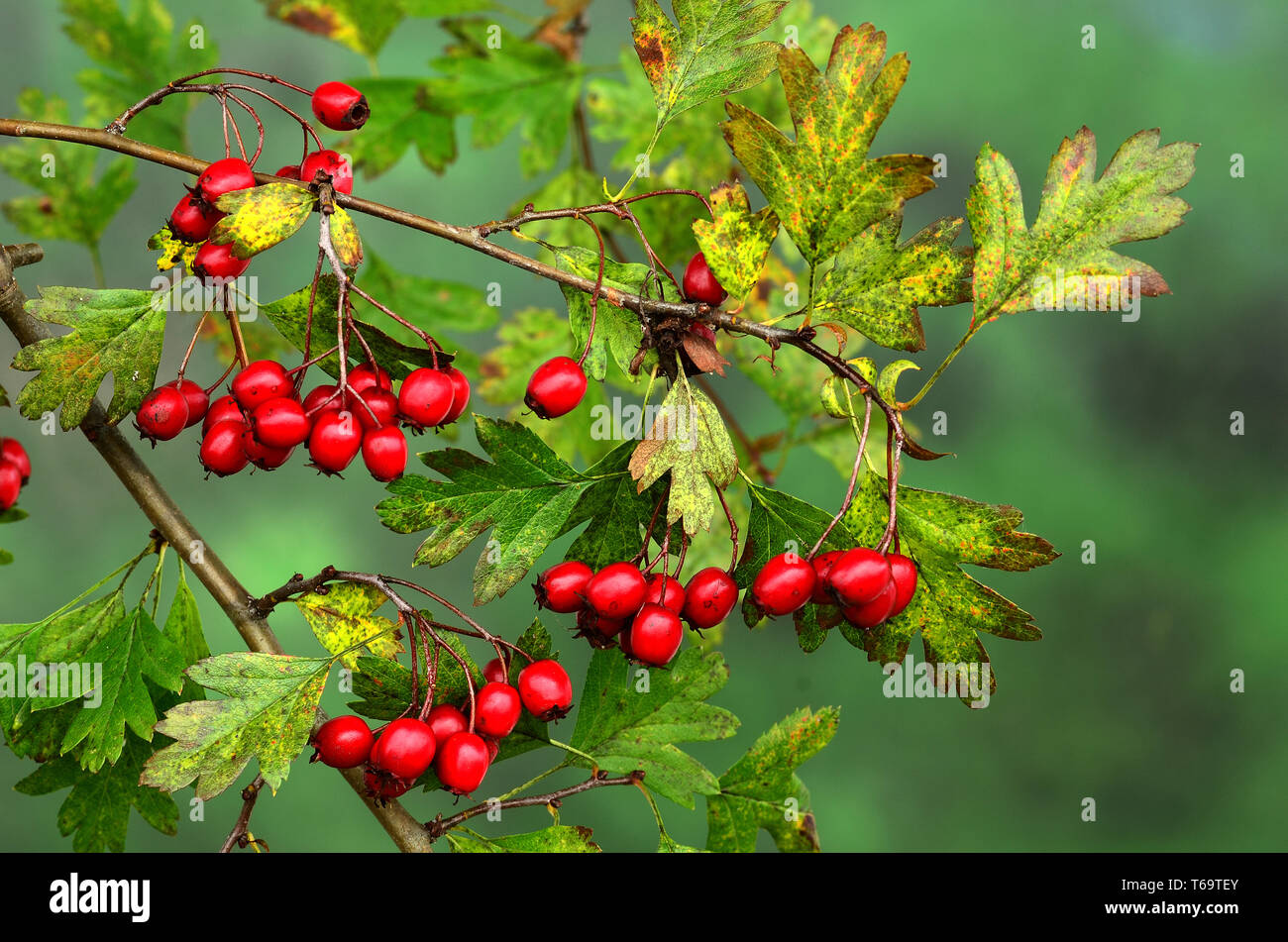 Hawthorn, Thornapple, genus Crataegus Stock Photo - Alamy