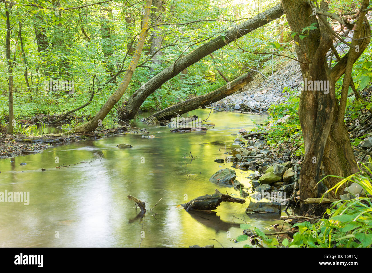Small trees landscape hi-res stock photography and images - Alamy