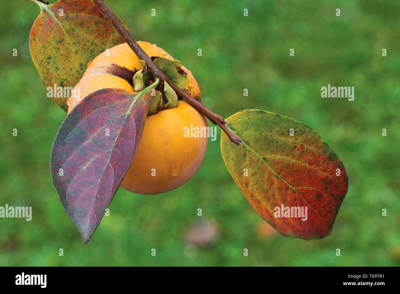 Ripe Kaki Fruit Stock Photo - Alamy