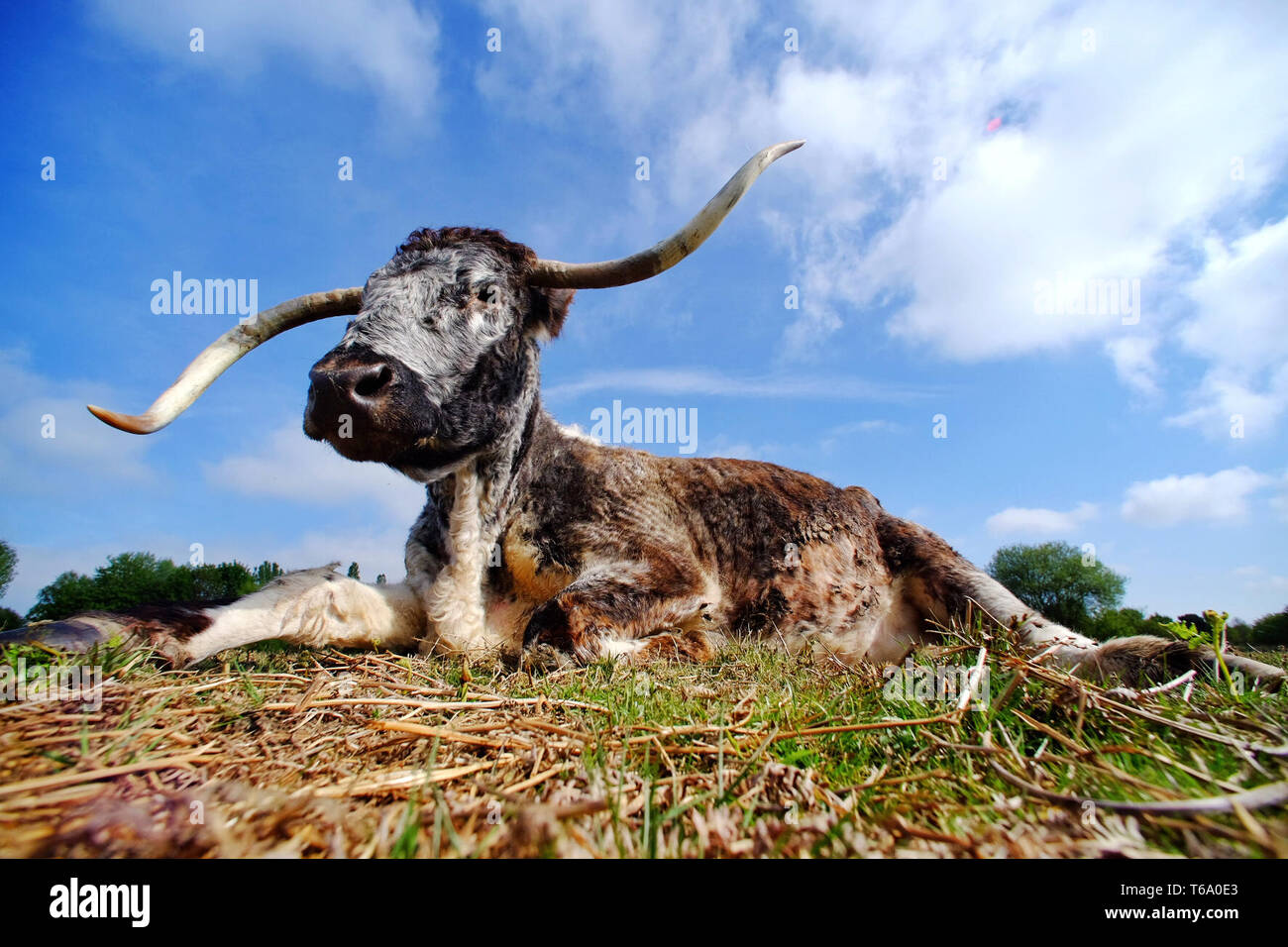 English longhorn cattle grazing on Chailey Common nature reserve Stock ...