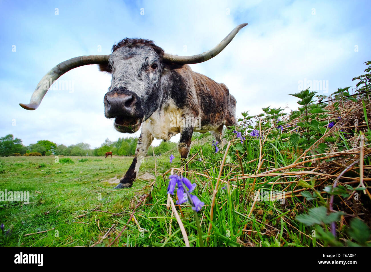 English longhorn cattle grazing on Chailey Common nature reserve Stock ...