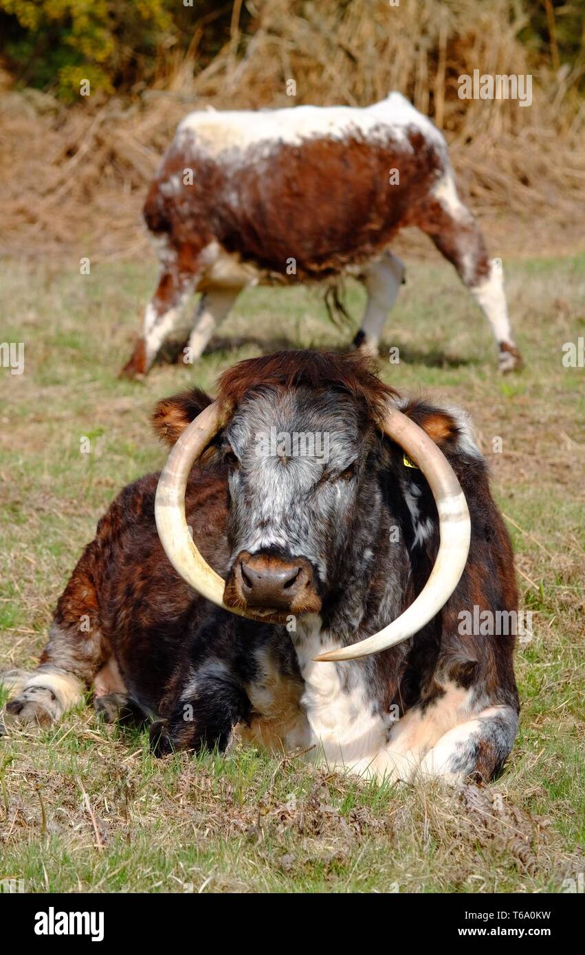 English longhorn cattle grazing on Chailey Common nature reserve Stock ...