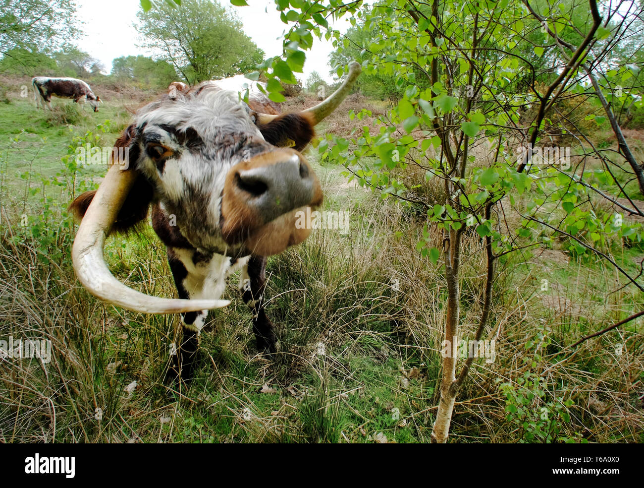 English longhorn cattle grazing on Chailey Common nature reserve Stock ...