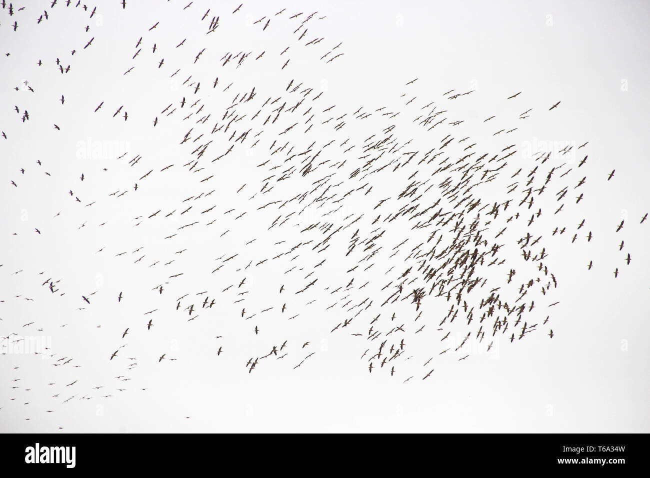 Gaza City, Gaza Strip, Palestinian Territory. 29th Apr, 2019. Migratory ...