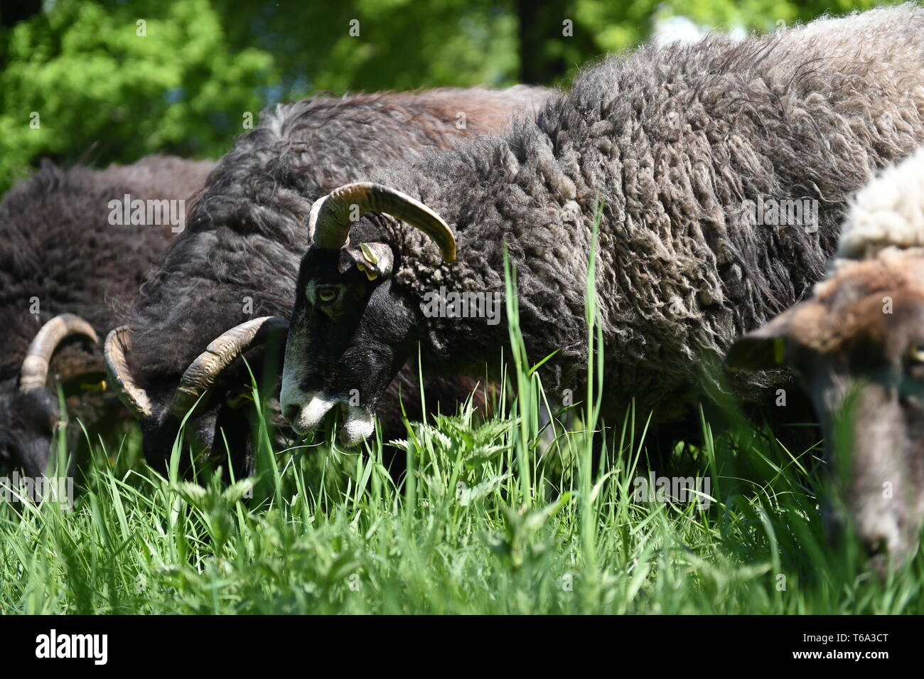 Sven sheep hi-res stock photography and images - Alamy