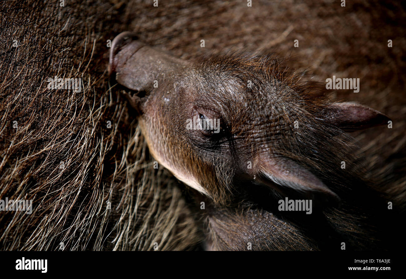 Warthog enclosure hi-res stock photography and images - Alamy