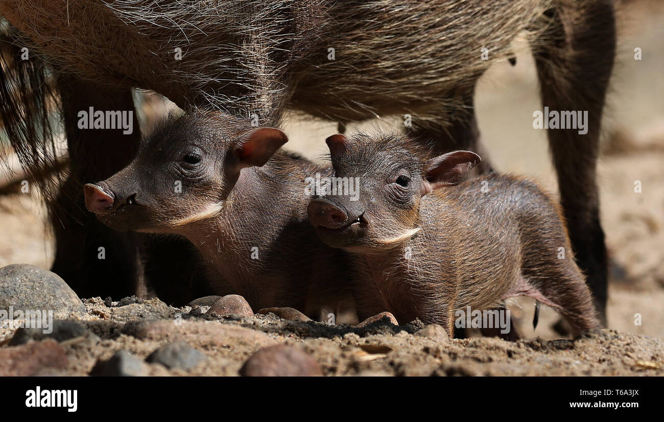 Zoo enclosure shade hi-res stock photography and images - Alamy