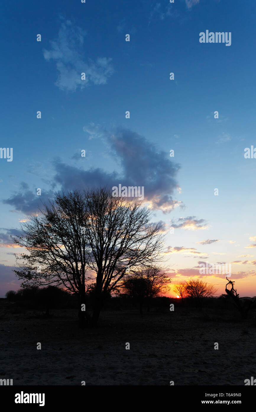 African sunset with tree in front Stock Photo - Alamy