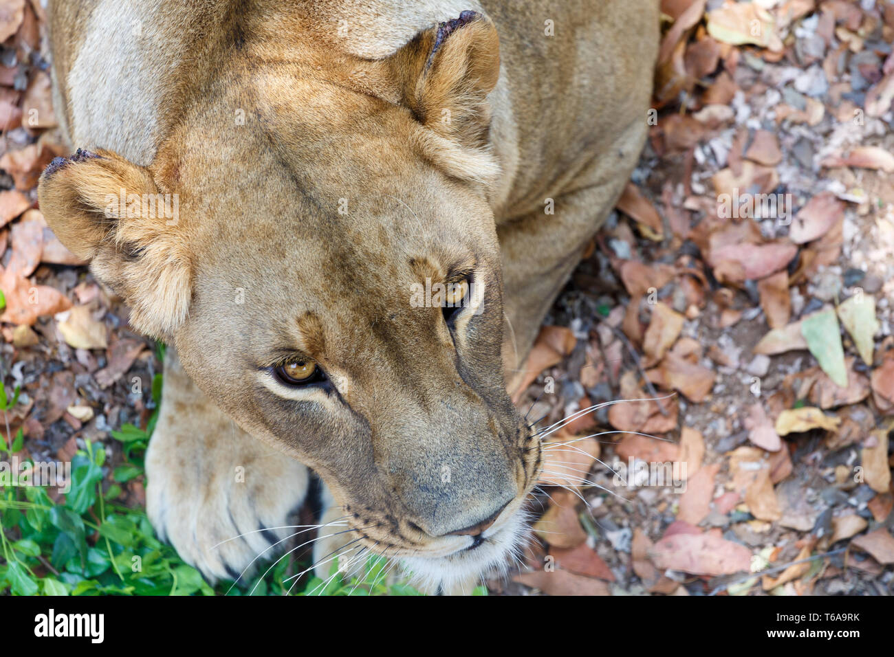 Portrait of Lion female Stock Photo - Alamy