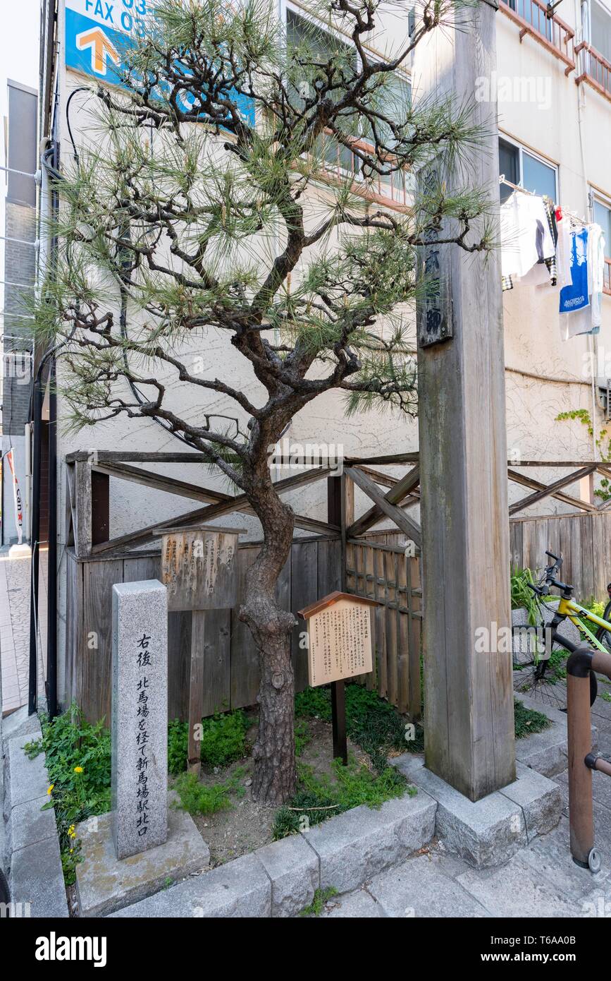 Pine tree of Tuchiyama-shuku, Seiseki Park, Kita-Shinagawa Shotengai ...