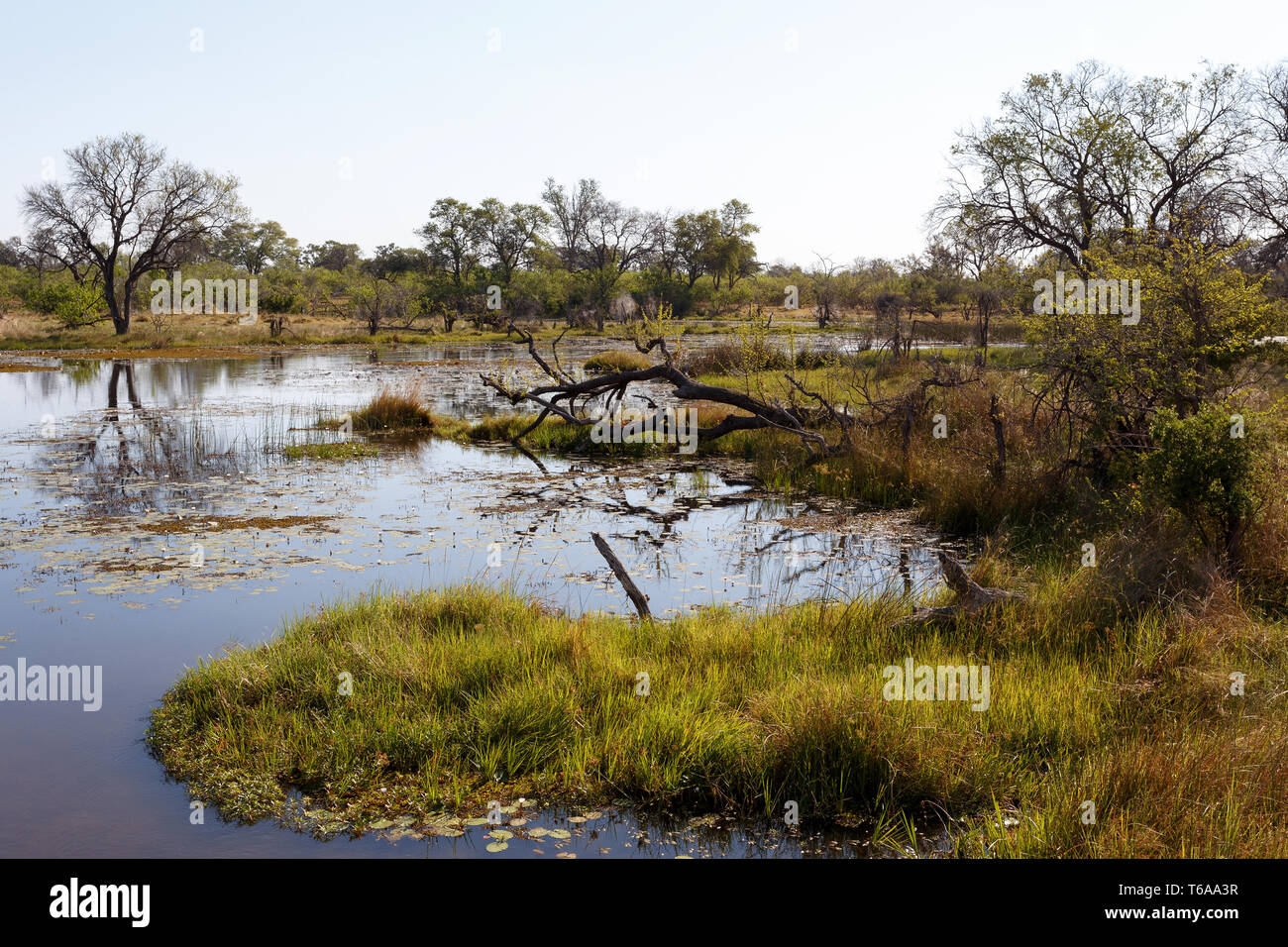 landscape in the Okavango swamps Stock Photo - Alamy