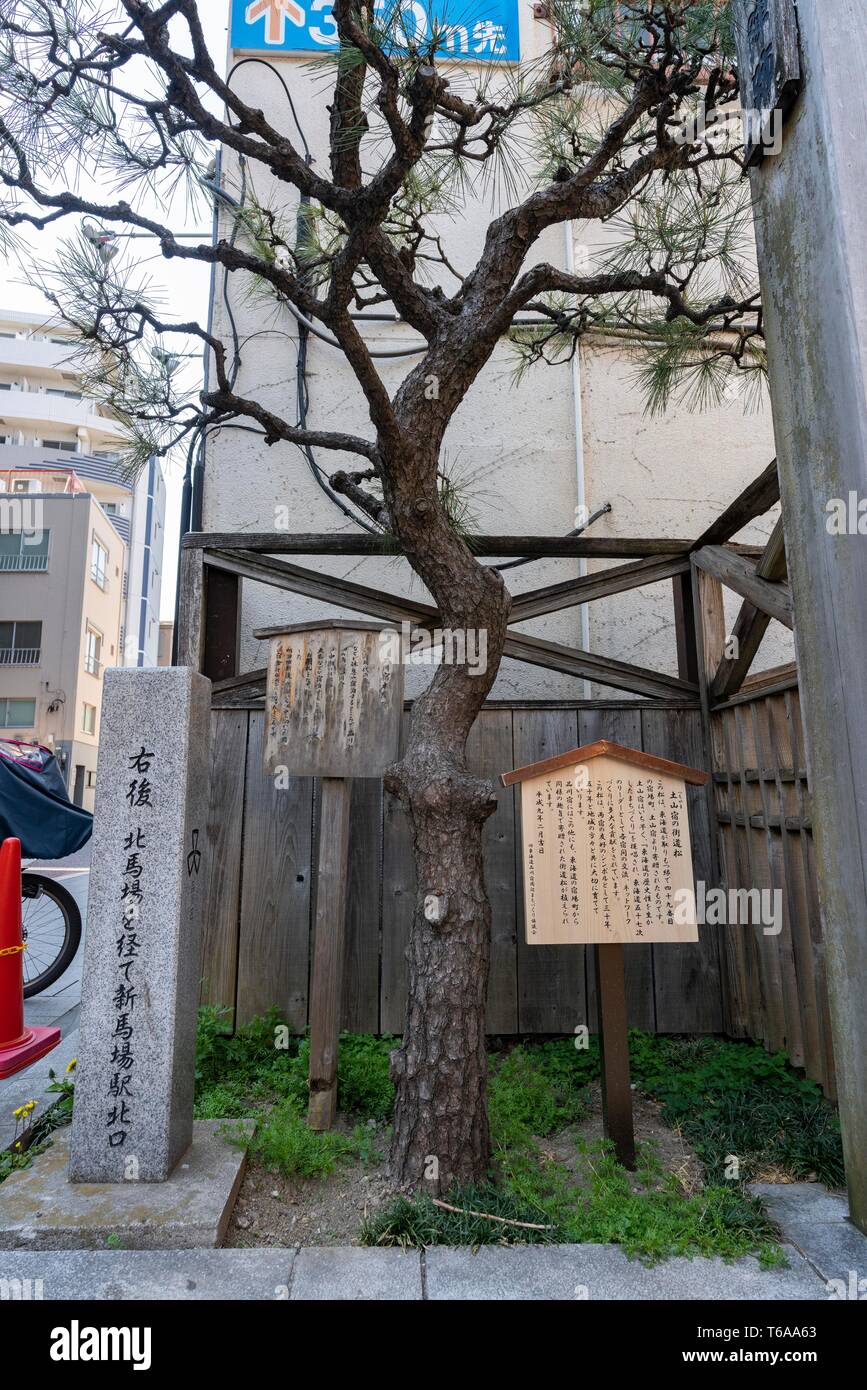 Pine tree of Tuchiyama-shuku, Seiseki Park, Kita-Shinagawa Shotengai ...