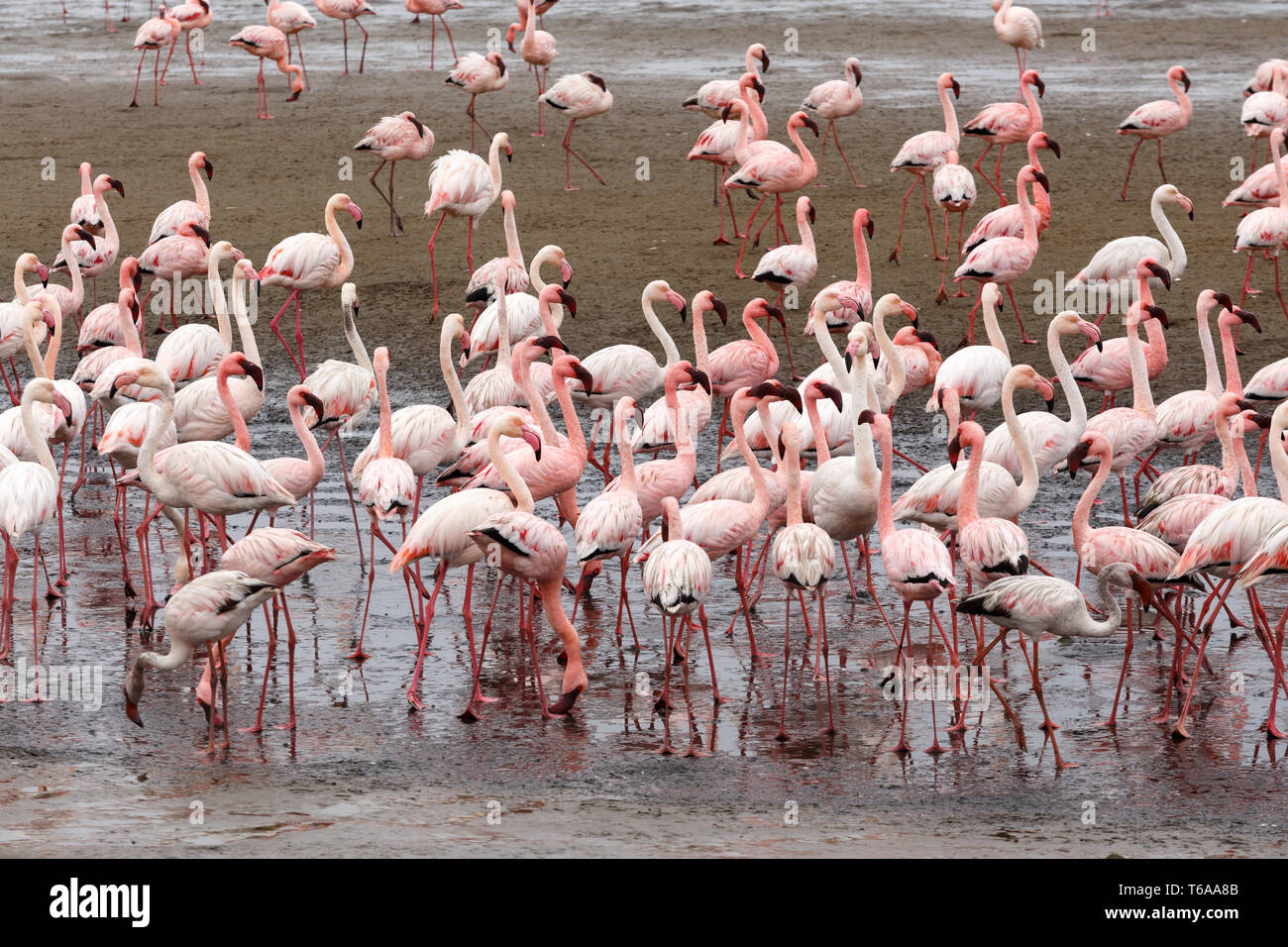 Rosy Flamingo colony in Walvis Bay Stock Photo - Alamy